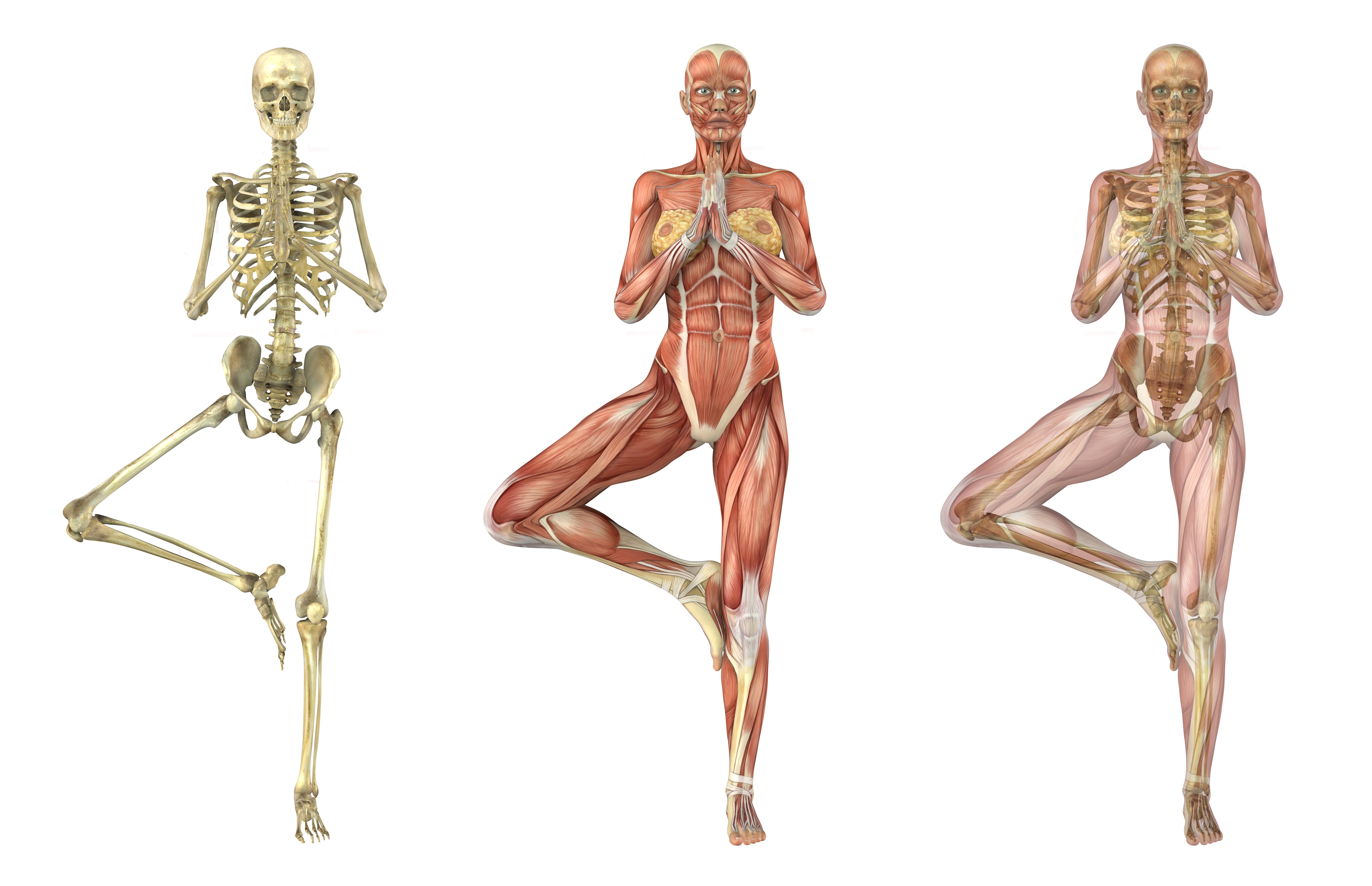 Weekend Intensive Yoga Anatomy Principles Of Alignment Living Yoga Weekend Intensive Yoga Anatomy Principles Of Alignment Living Yoga